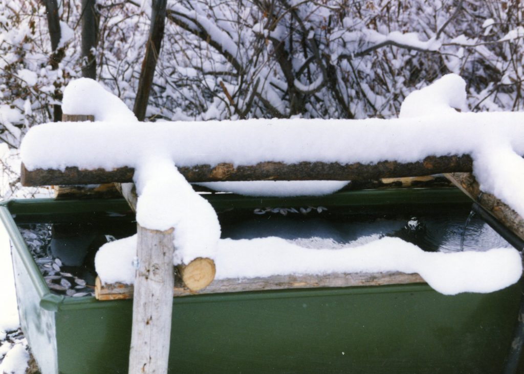 The Best Cattle Waterers for Winter - Countryside